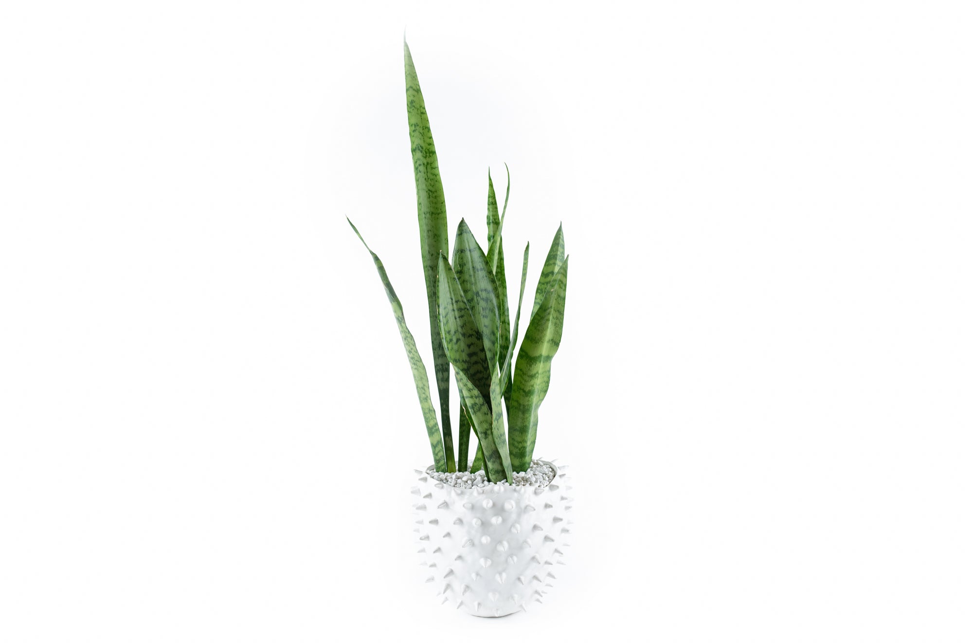 Sutton – Urban Spikes